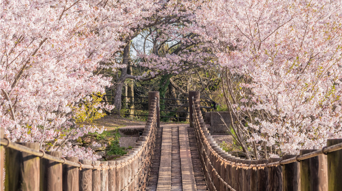 A Journey of Vibrant Spring Colors | Japan's Spring to Early Summer ...