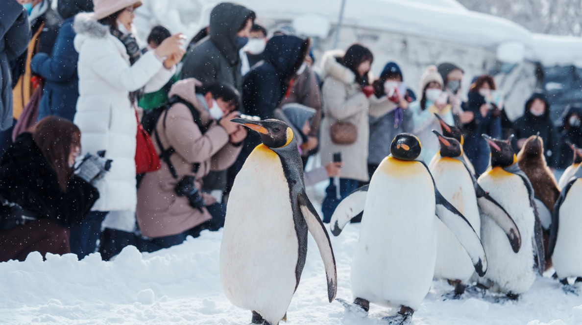Sapporo 3D2N Package with Asahiyama Zoo + Icebreaker Ship 1-Day Experience